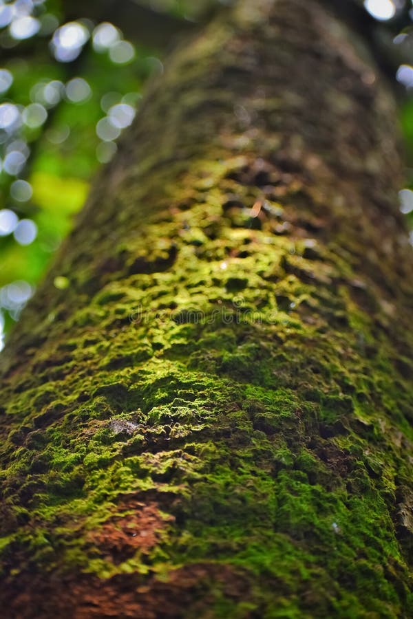 Beautiful Log,log of a Tree,lower Part of Tree Stock Photo - Image of ...