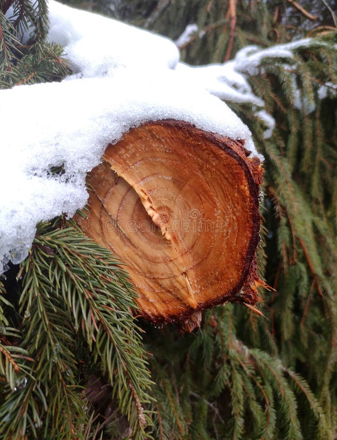 Beautiful Log Under the Snow in the Forest, Spring Stock Photo - Image ...