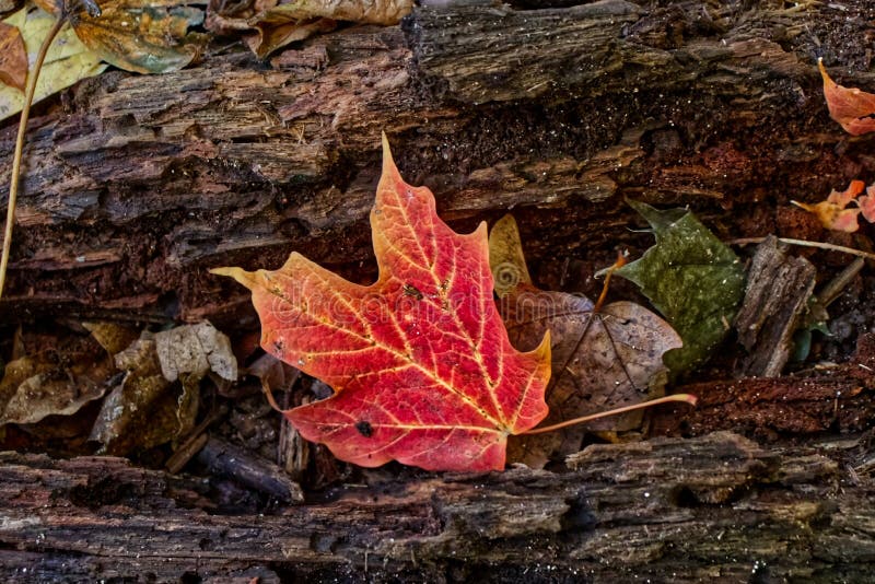 Beautiful Lone Maple Leaf on a Fallen Tree Trunk - Fall in Central ...