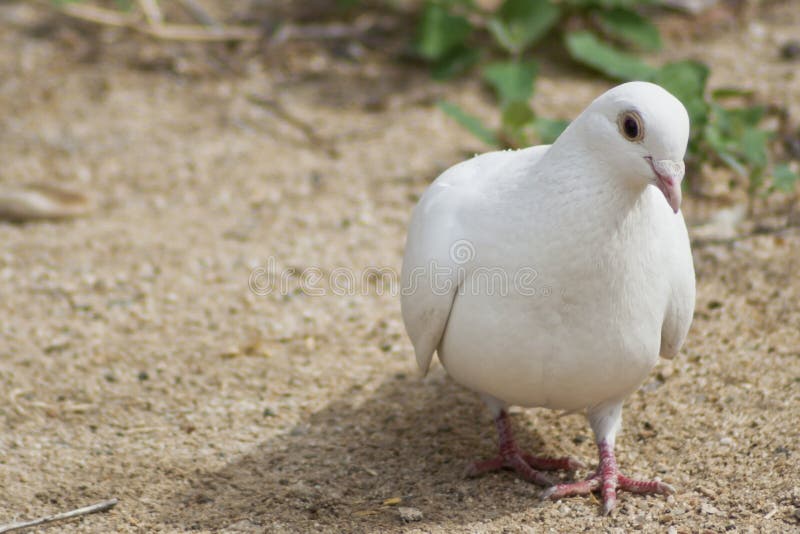 Beautiful Lone White Dove Out for a Stroll Stock Image - Image of ...