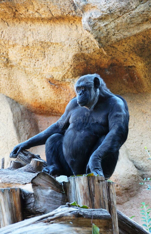 A Beautiful Lonely Ape Sitting on a Stump Stock Image - Image of hairy ...