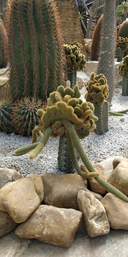Beautiful Lonely Cactus in the Desert Stock Image - Image of desert ...
