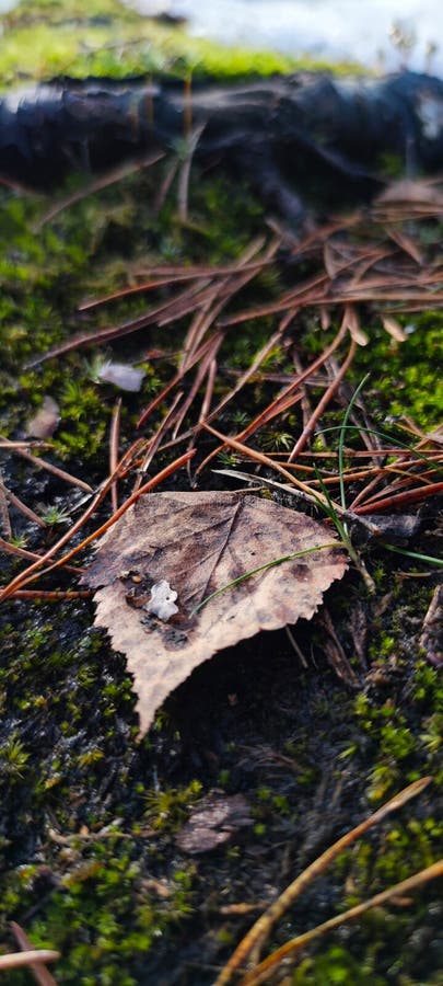 Lonely leaf on a bench stock image. Image of lonely, beautiful - 79208283