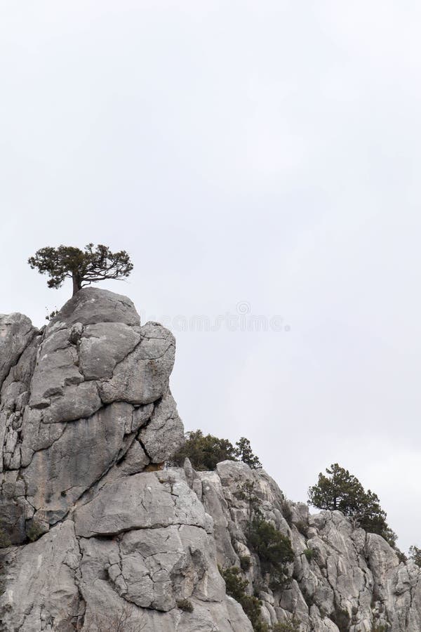 Beautiful Lonely Old Pine Tree on the Rocks Stock Photo - Image of ...