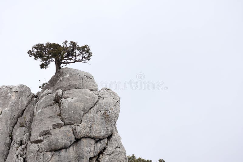 Beautiful Lonely Old Pine Tree on the Rocks Stock Image - Image of ...
