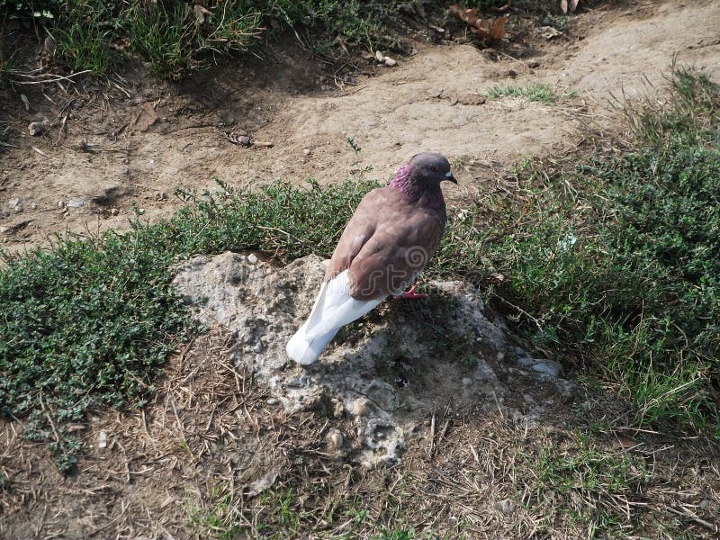 Pigeon stock image. Image of stone, pigeon, beautiful - 100881947