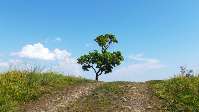 Beautiful lonely tree. stock image. Image of spring - 123306487