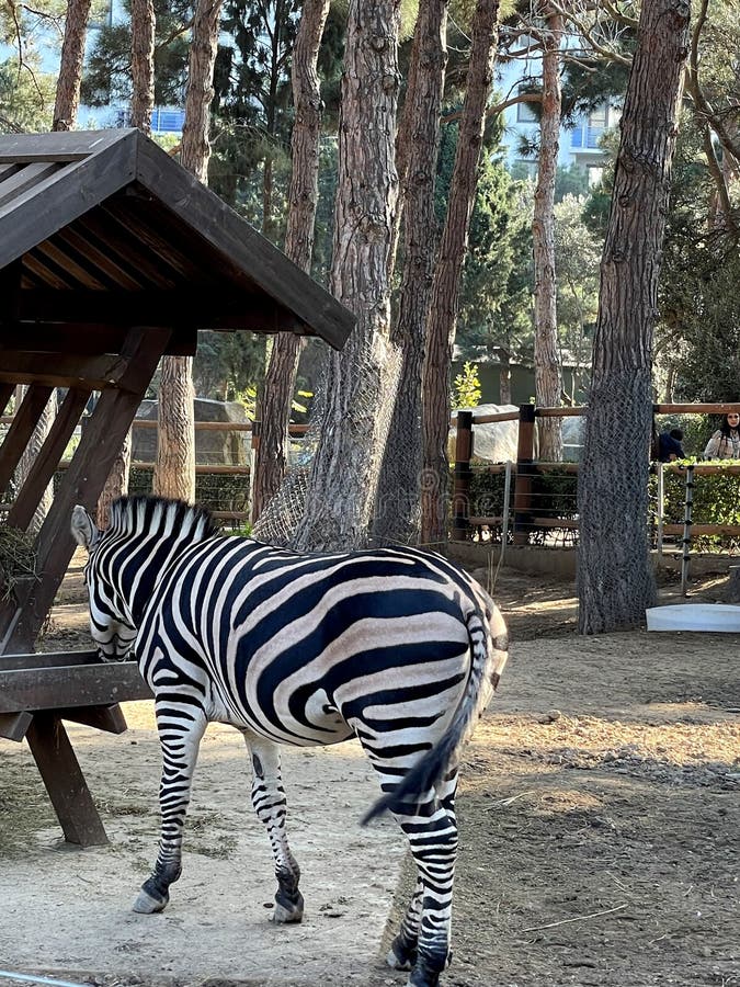 A Beautiful Lonely Zebra on a Walk. from the Series Wild Nature Stock ...