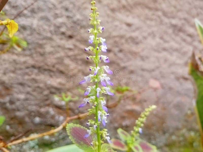 Beautiful and Long Coleus Benth Flowers Stock Photo - Image of green ...