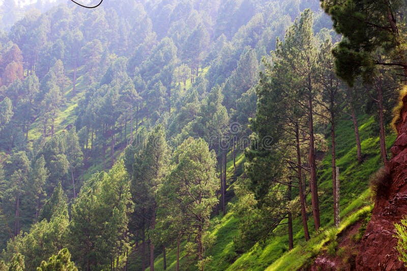 Beautiful Long Green Lush Trees in the Forest Stock Image - Image of ...