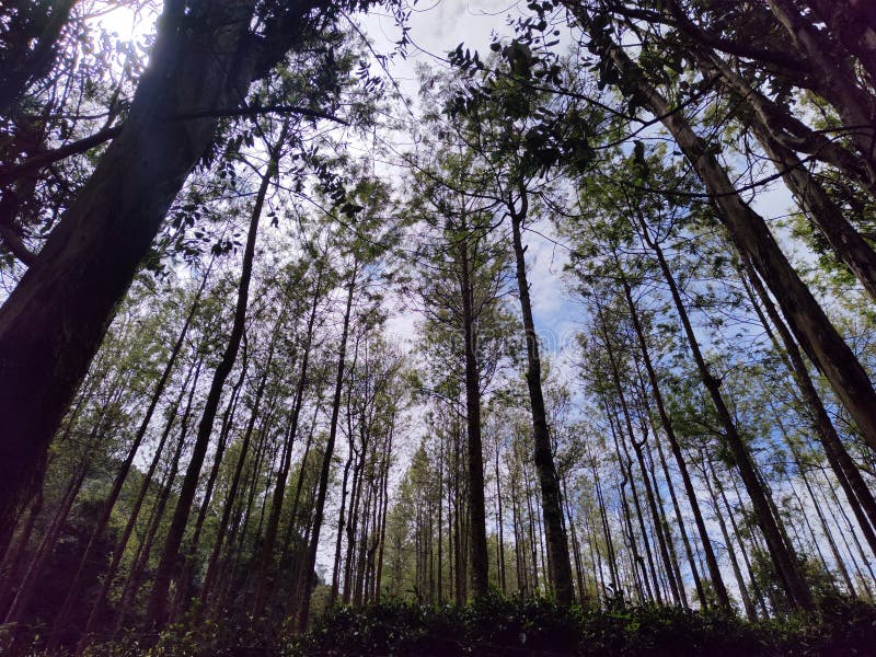 Beautiful Long Group of Trees Stock Photo - Image of angle, beautiful ...