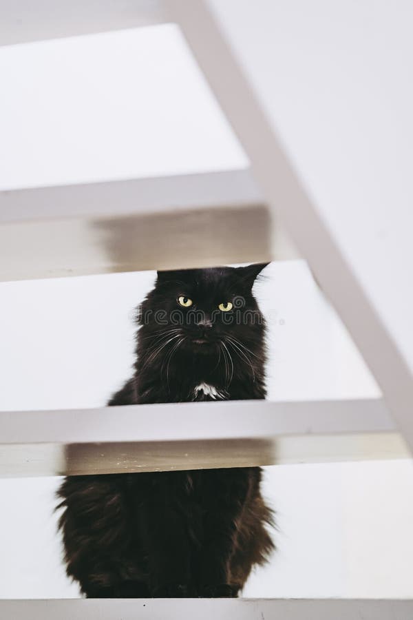 Beautiful Long-haired Black Cat Looking Up from a Staircase Stock Image ...
