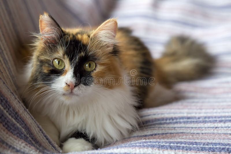 Beautiful Long Haired Calico Cat Stock Image - Image of haired, fluffy ...