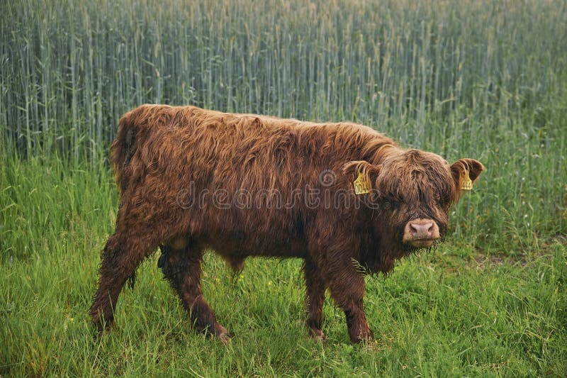 Beautiful Long-haired Cow Graze on a Pasture in Denmark Stock Photo ...