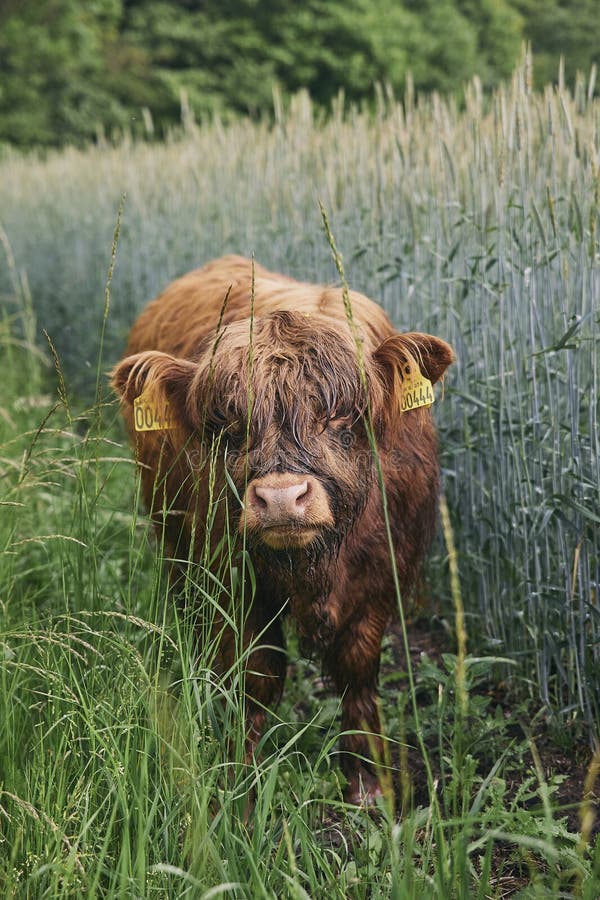 Beautiful Long-haired Cow Graze on a Pasture in Denmark Stock Photo ...