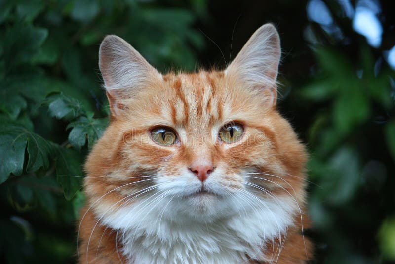 A Beautiful Long Haired Ginger Cat Stock Image - Image of look ...
