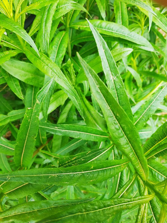Beautiful Long Leaves of a Small Weed Bush Stock Image - Image of tree ...