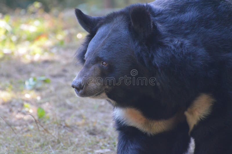 Beautiful Look at a Black Sun Bear Stock Image - Image of nature, wild ...