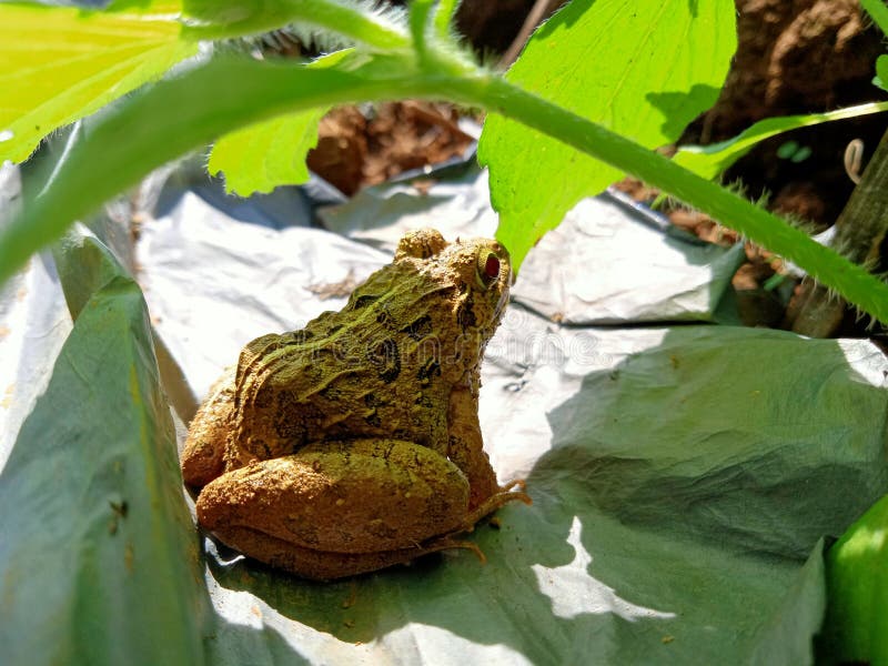 A Beautiful Looking Little Frog Stock Photo - Image of fauna, frog ...