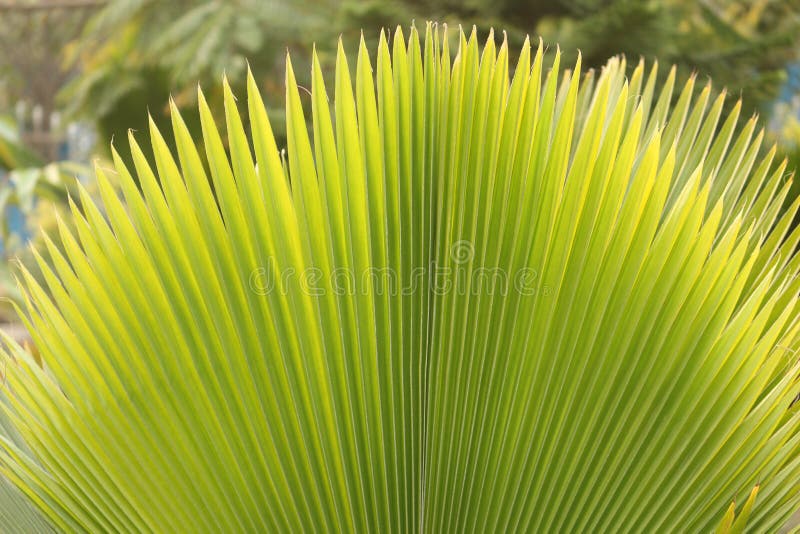 Beautiful Looking Wide Open Palm Leaf in the Park Stock Image - Image ...