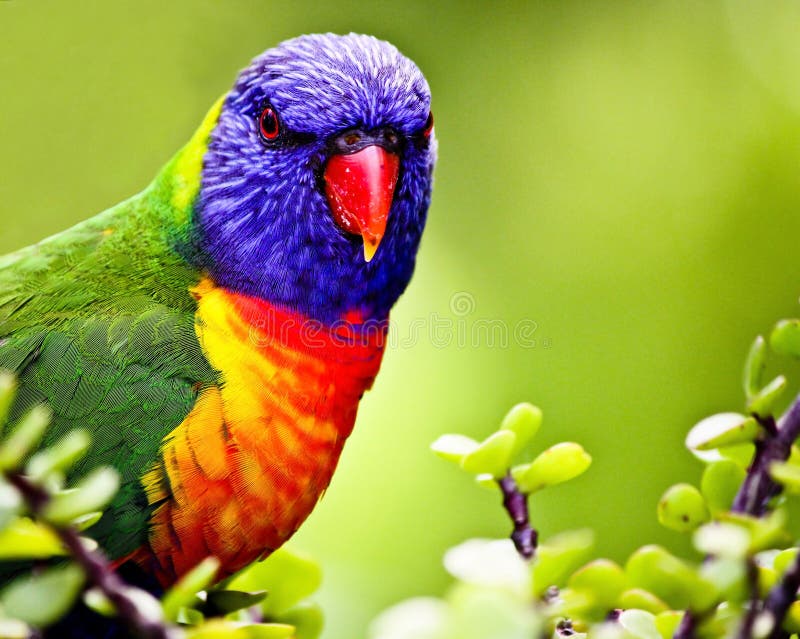 Rainbow lorikeet stock photo. Image of rainbow, australian - 7775766