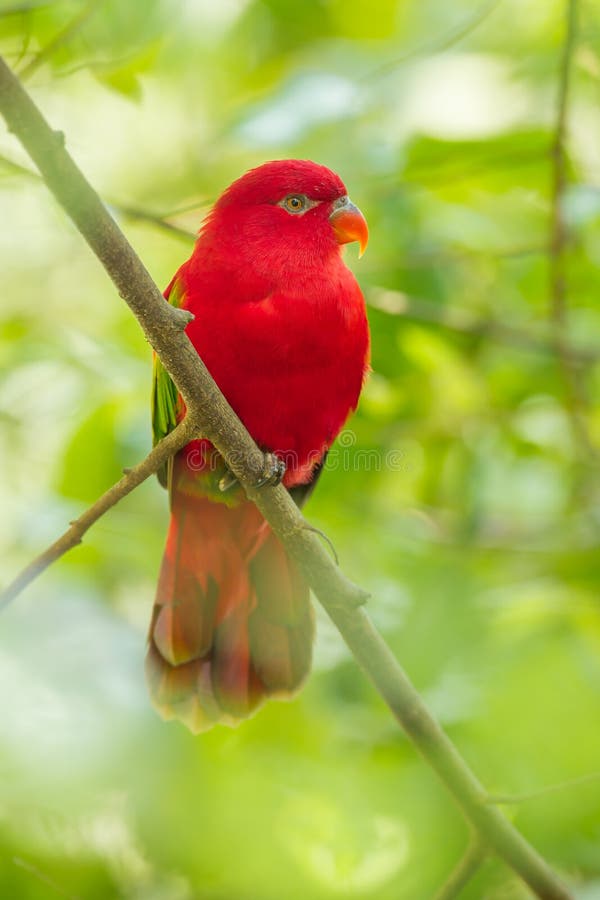 Colourful Lory stock image. Image of park, lory, animal - 691983