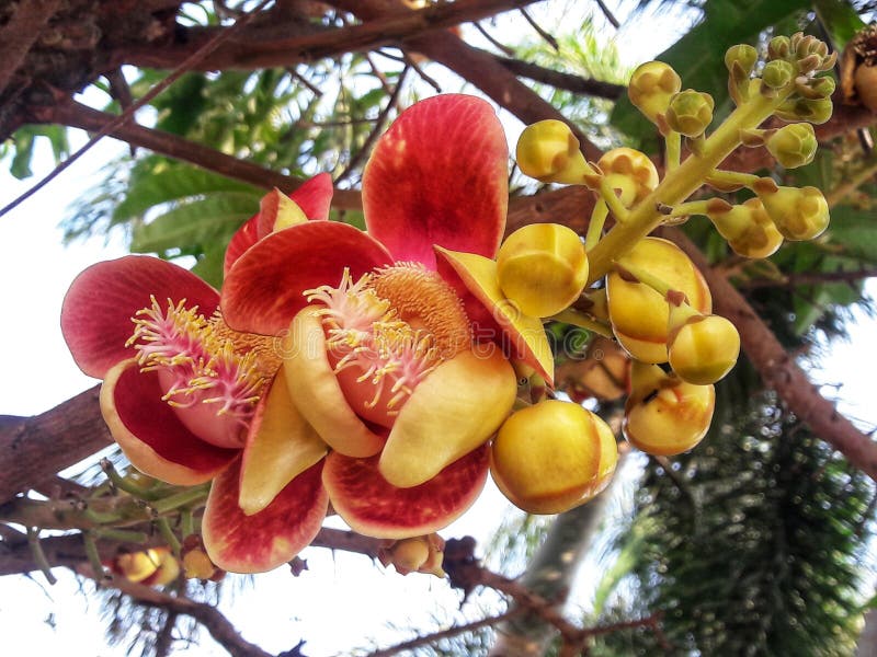 Beautiful lossom on tree stock image. Image of yellow - 176633133