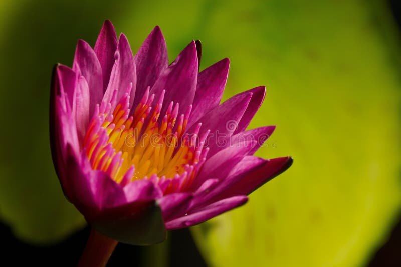 Beautiful lotus stock image. Image of fresh, foliage - 16353305