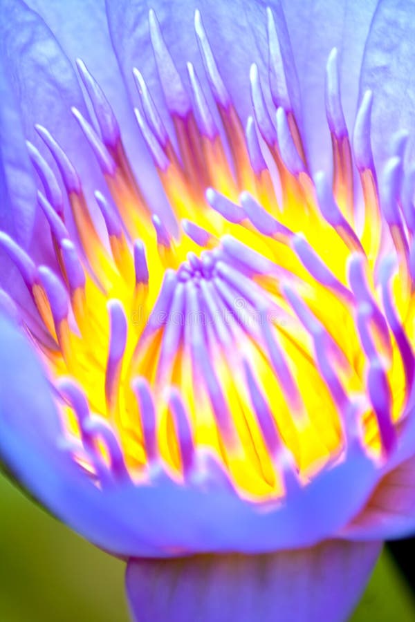 Beautiful lotus stock image. Image of botanical, details - 21344279