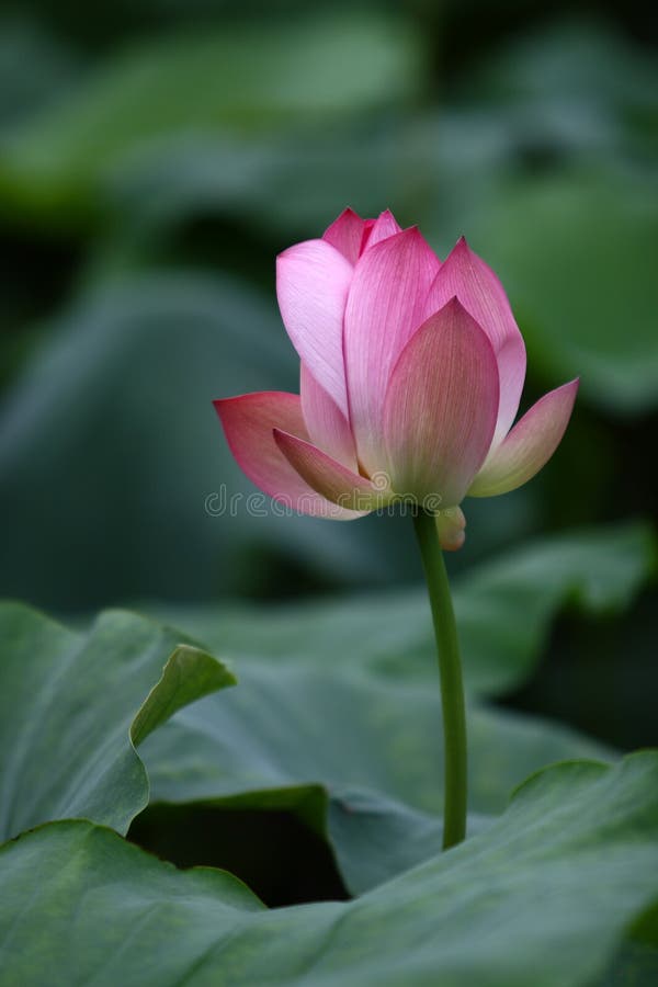 Beautiful Lotus Flower stock photo. Image of purity, peace - 6136000
