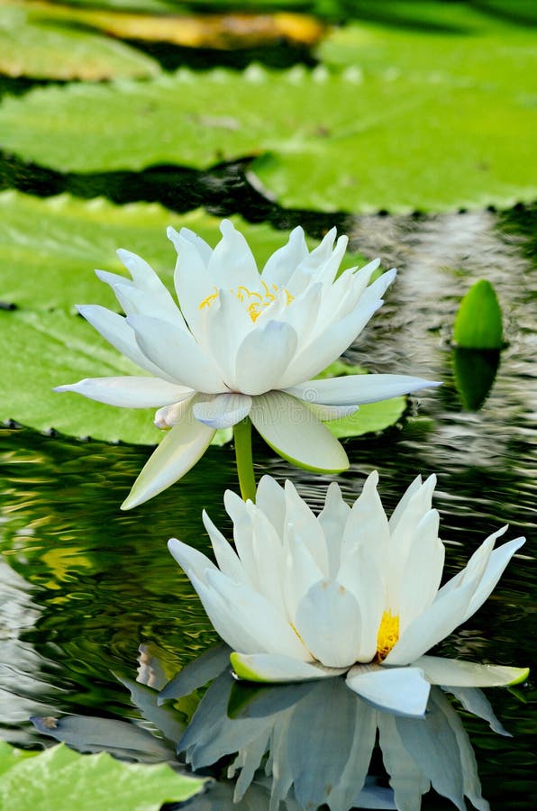Beautiful lotus stock photo. Image of lilly, lotus, blossom - 47581602
