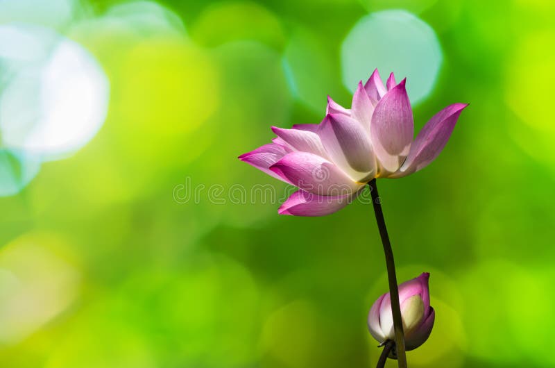 Beautiful lotus stock photo. Image of lotus, summer - 134003150