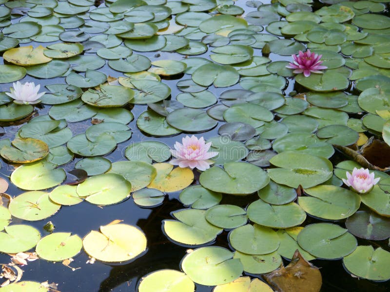 Beautiful Multi Color Lotus Blossom Stock Photo - Image of petal ...