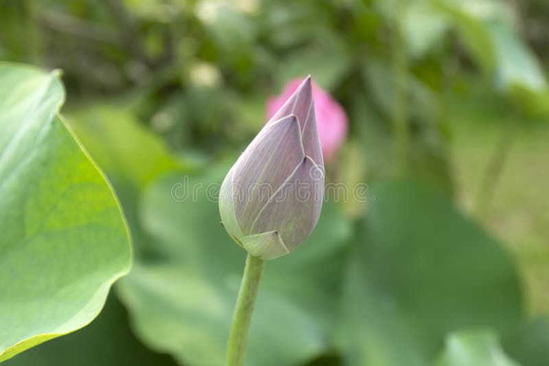 Beautiful Lotus Buds in the Bright Morning Stock Photo - Image of petal ...