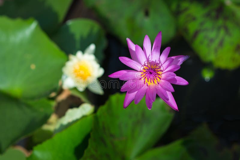 Beautiful Lotus in Clay Pot Stock Image - Image of blooming, flower ...