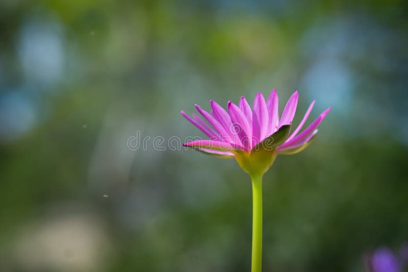 Beautiful Lotus in Clay Pot Stock Image - Image of floral, bloom: 64027353
