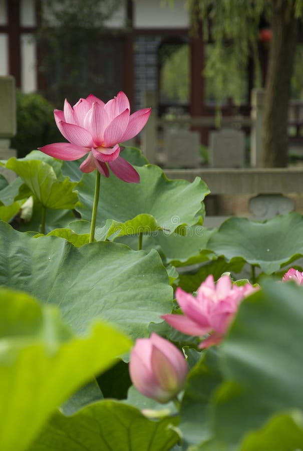 A Beautiful Lotus in the Countryside of China Stock Photo - Image of ...