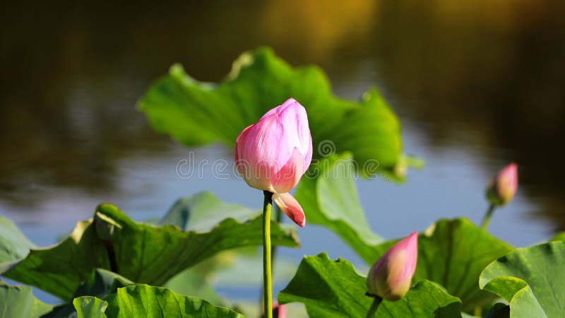Beautiful lotus stock photo. Image of fish, water, green - 51598620