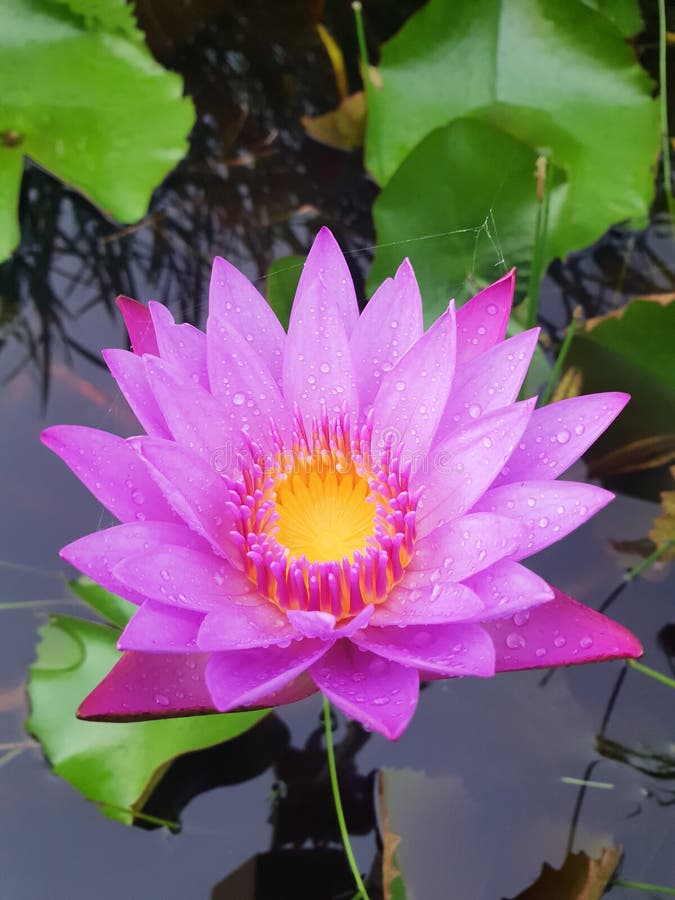 Beautiful lotus flower stock image. Image of pink, dahlia - 202052043