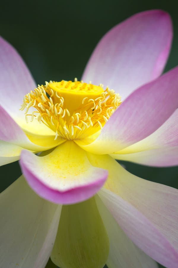 Beautiful lotus flower stock image. Image of blossom - 37700667