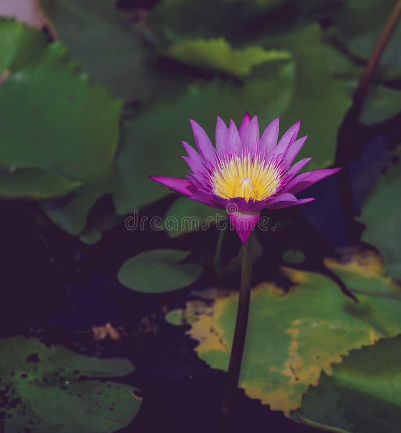 Beautiful Lotus Flower in Blooming. Stock Image - Image of lily, east ...