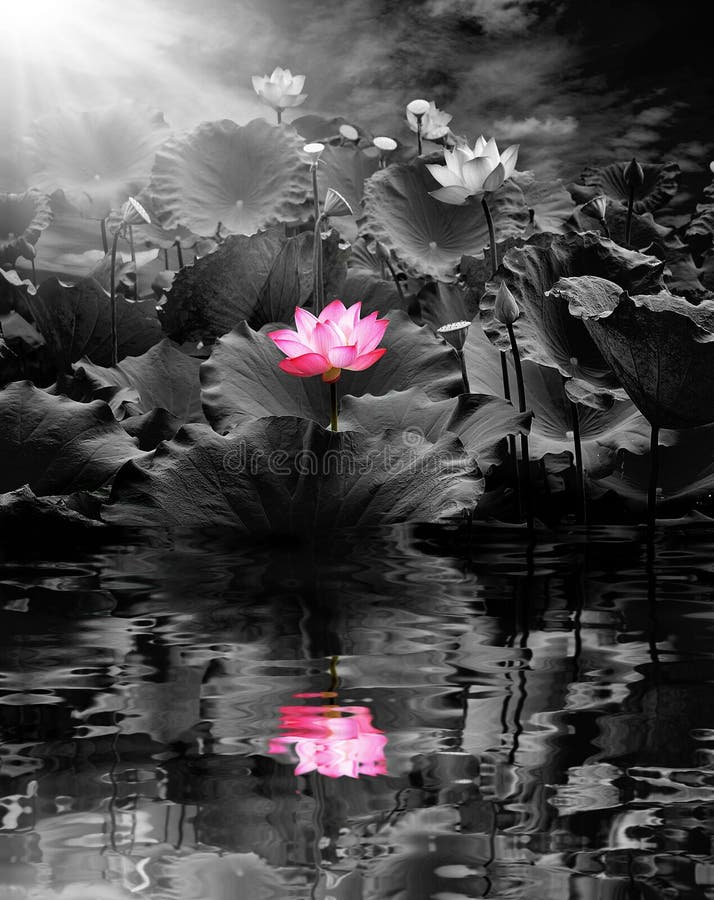 Beautiful Lotus Flower in Blooming and Sun Shines Stock Photo - Image ...
