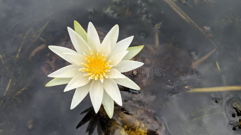 Beautiful Lotus Flower Blooming on the Water Stock Image - Image of ...