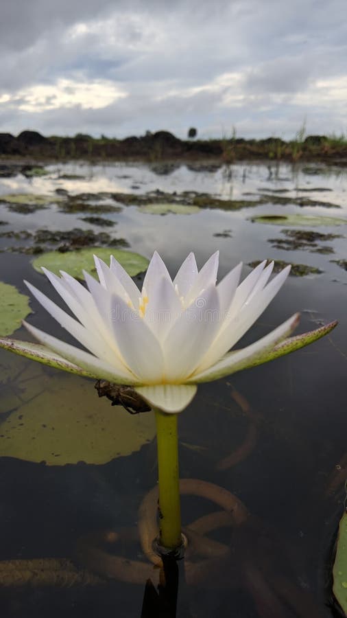 Beautiful Lotus Flower Blossoms on the Water Stock Image - Image of ...