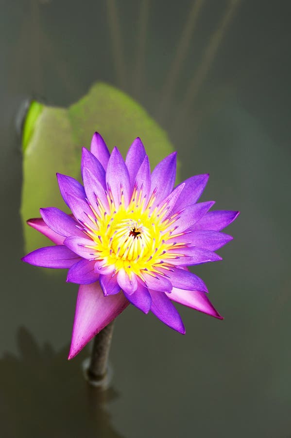 Beautiful Lotus. stock image. Image of floral, blooming - 41559557