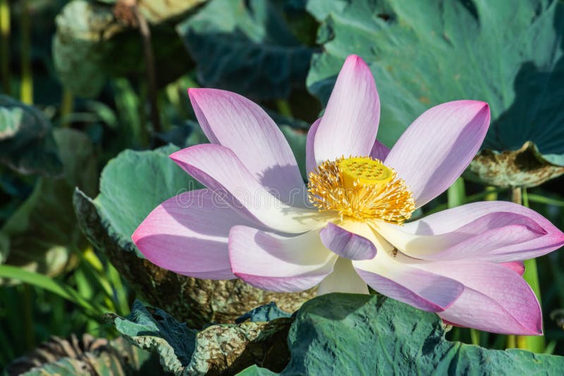 Beautiful lotus flower. stock image. Image of blossom - 152849557