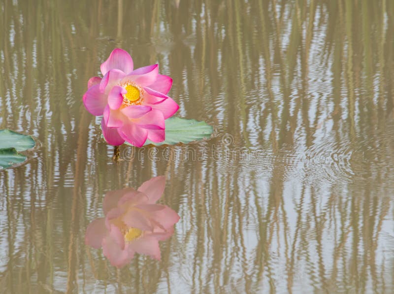 Beautiful lotus flower. stock image. Image of waterlily - 263824571