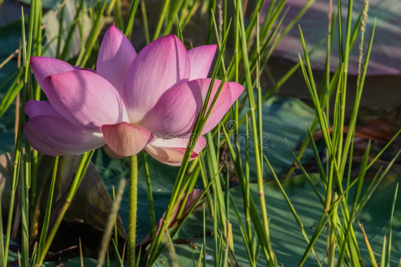 Beautiful lotus flower. stock photo. Image of waterlily - 269769398