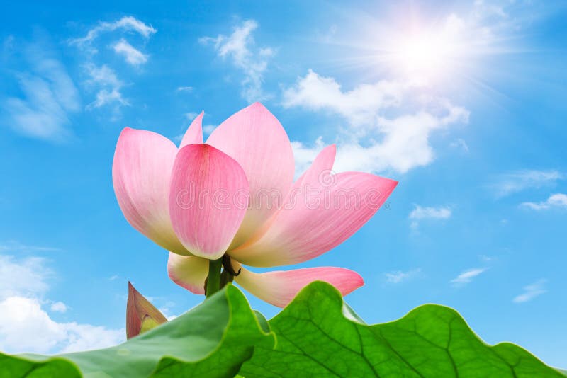 Lotus Flower in Full Bloom in the Drizzle Stock Photo - Image of ...