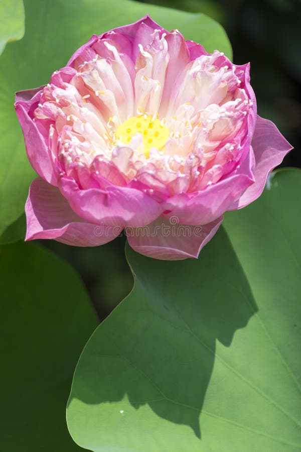 Beautiful Lotus Flower on Nature. Stock Image - Image of spring ...